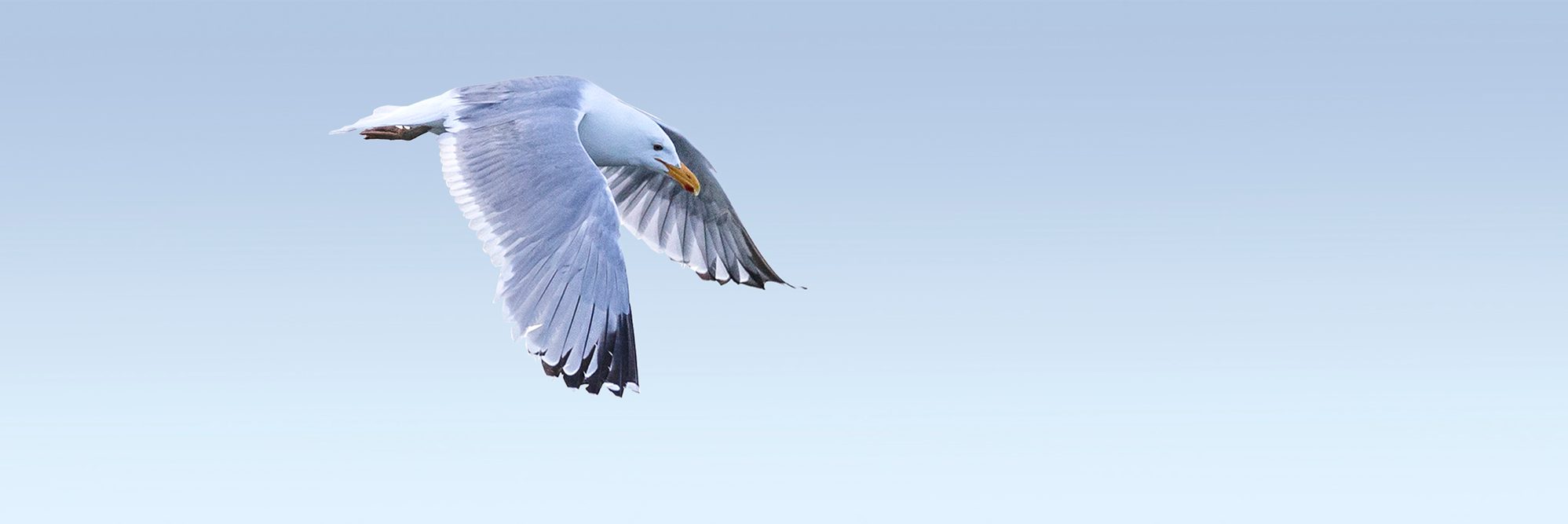 The Sky Species - Smeagull the Seagull