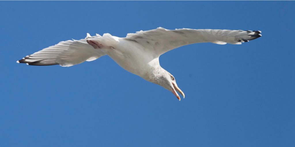 The Sky - Smeagull the Seagull
